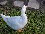 Cherry Valley ducks: breed description, characteristics, photos