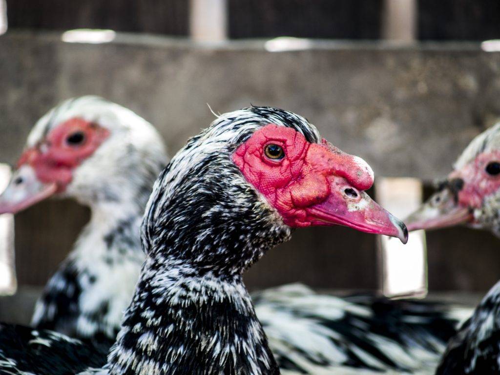 Cherry Valley ducks: breed description, characteristics, photos