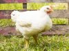 Broiler ROSS 308: Beschreibung, Eigenschaften, Gewichtstabelle
