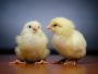 Ein Huhn hat einen verstopften Kropf: Ursachen und Behandlung