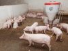 Race porcine Landrace: caractéristiques, contenu, photos