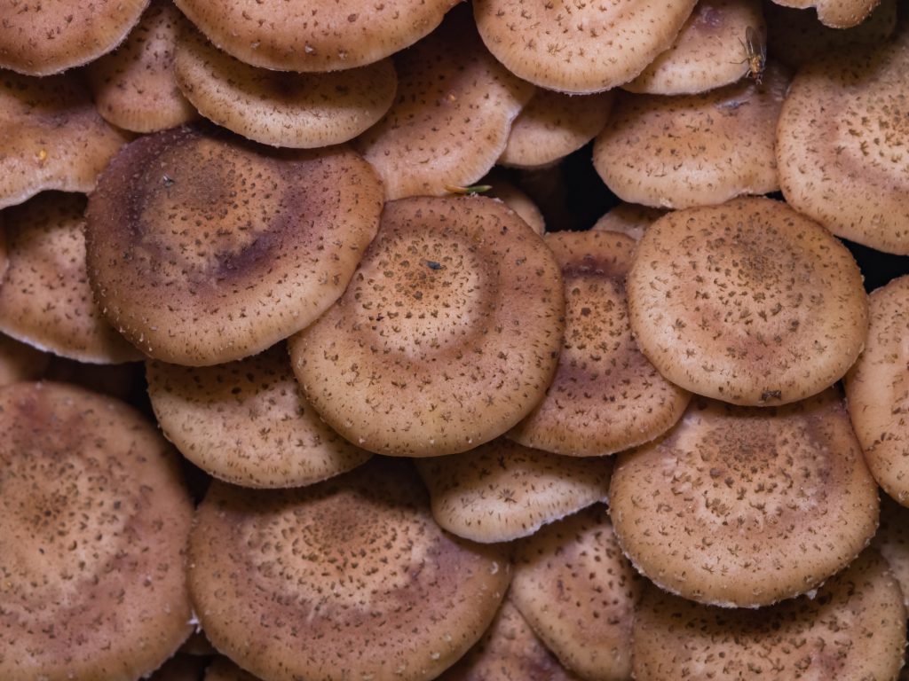 Letná medová agarika: popis, jedlá huba alebo nie, foto